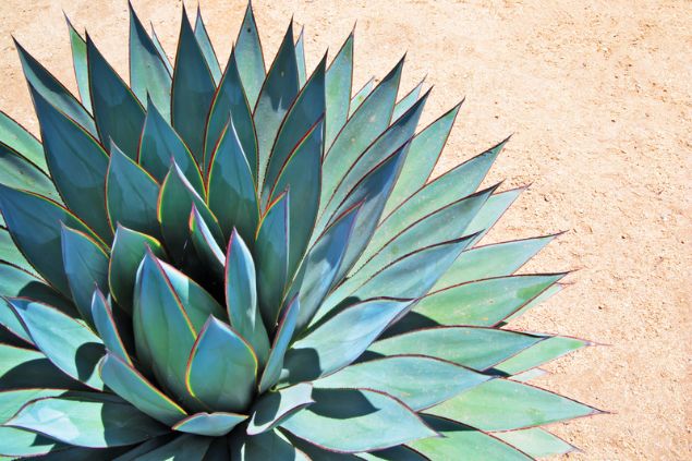 Agave: entenda tudo sobre essa planta medicinal